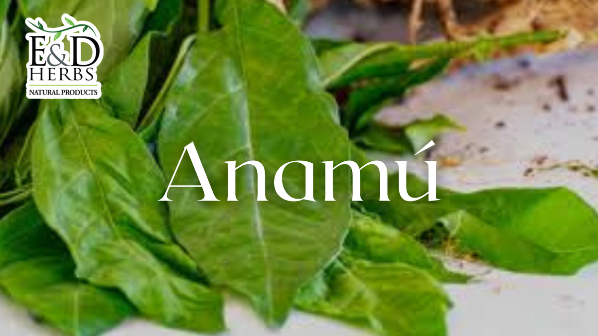 Anamu (Petiveria alliacea) – E&D Herbs Natural Products LLC.