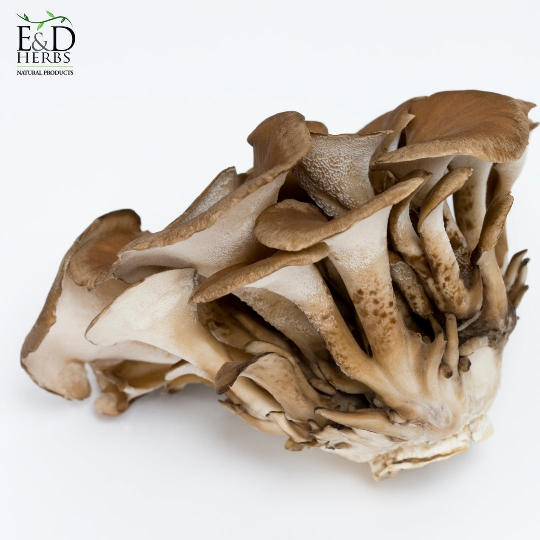 Maitake Mushroom – E&D Herbs Natural Products LLC.