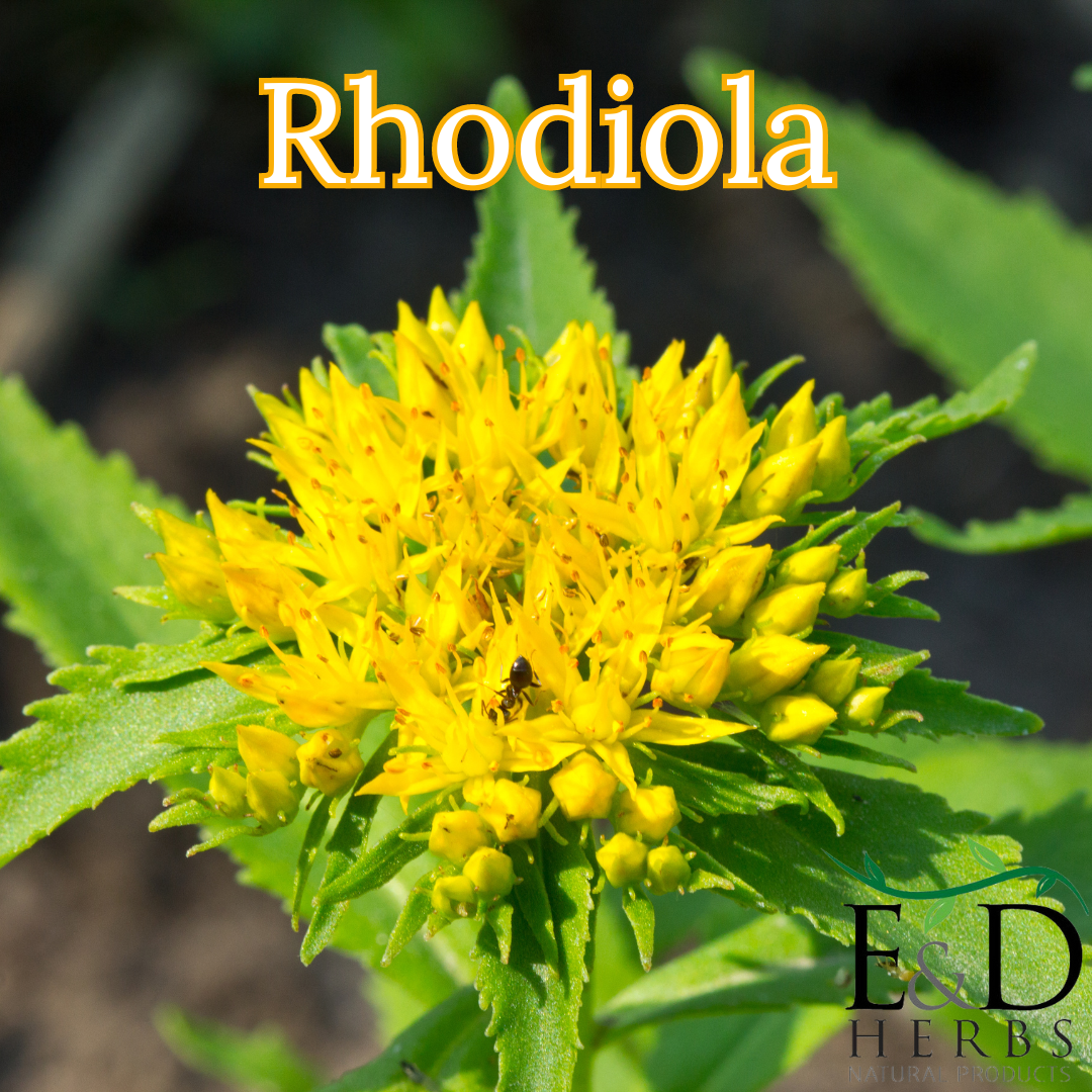Rhodiola Root – E&D Herbs Natural Products LLC.