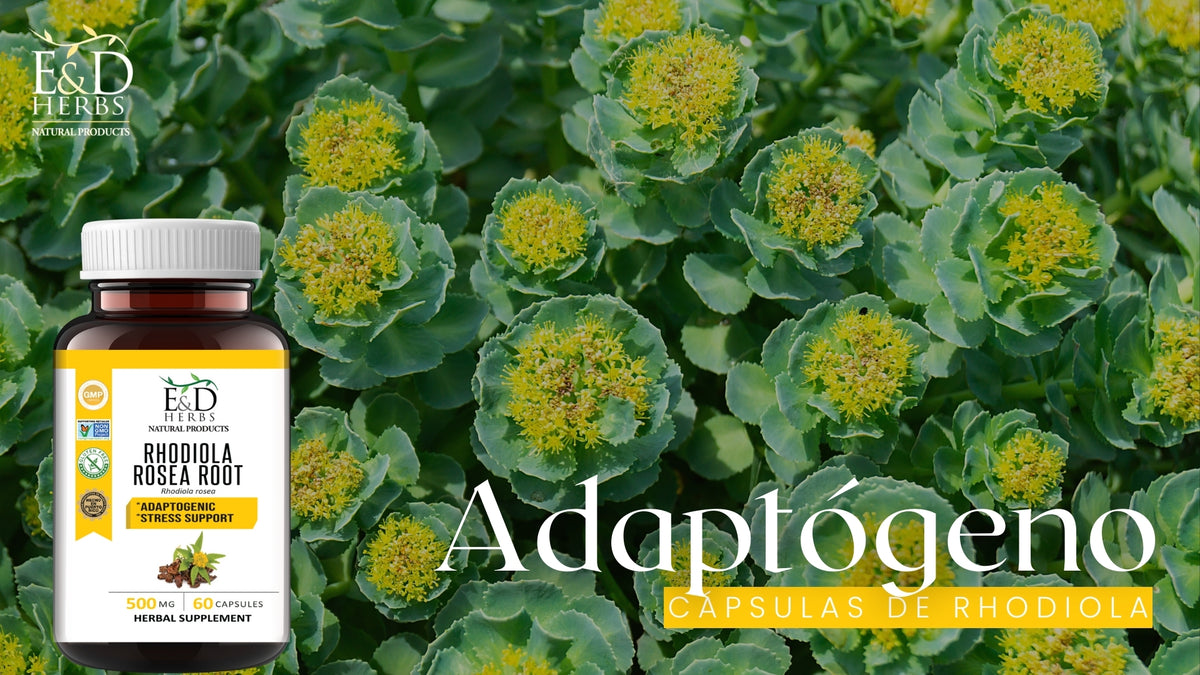 Explorando la Rhodiola Root: Propiedades, Beneficios y Datos Curiosos ...