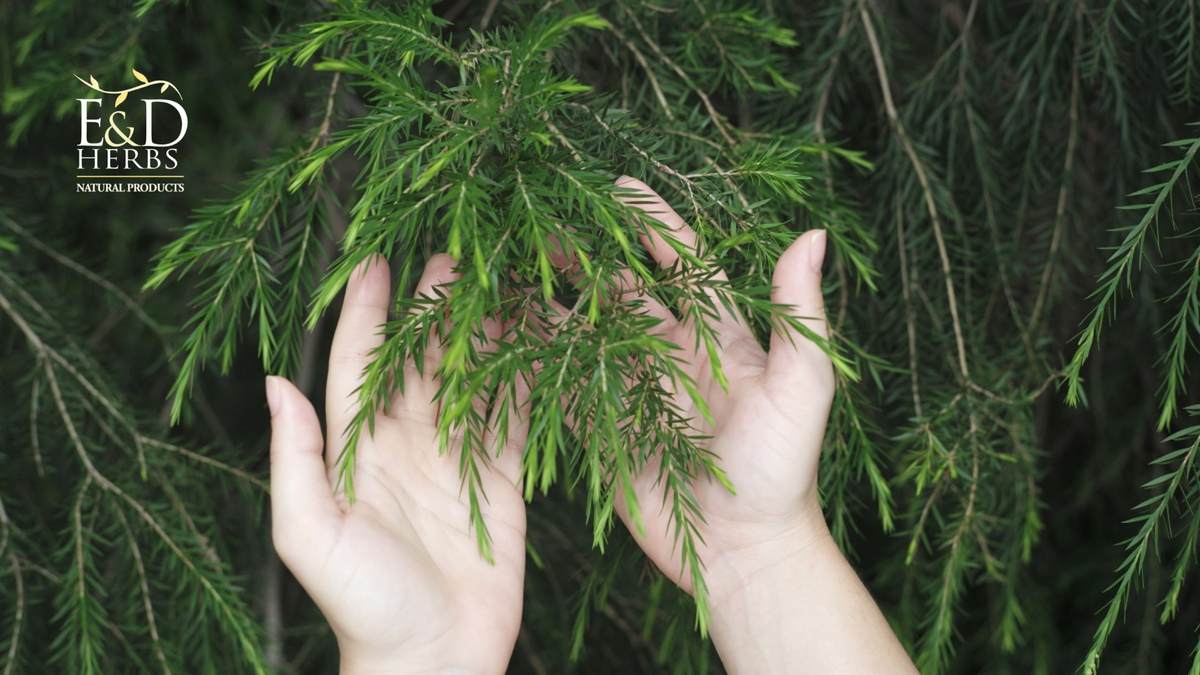 El Tea Tree: Propiedades y beneficios para la salud de la piel – E&D ...