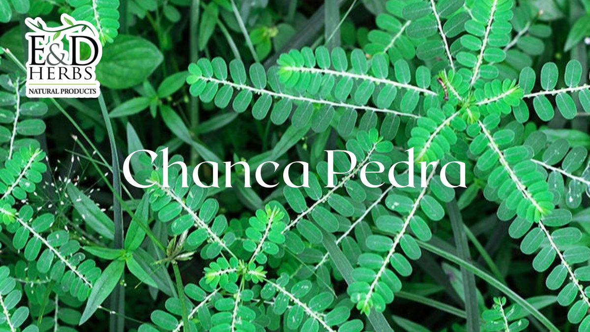 Chanca Piedra (Phyllanthus niruri) – E&D Herbs Natural Products LLC.